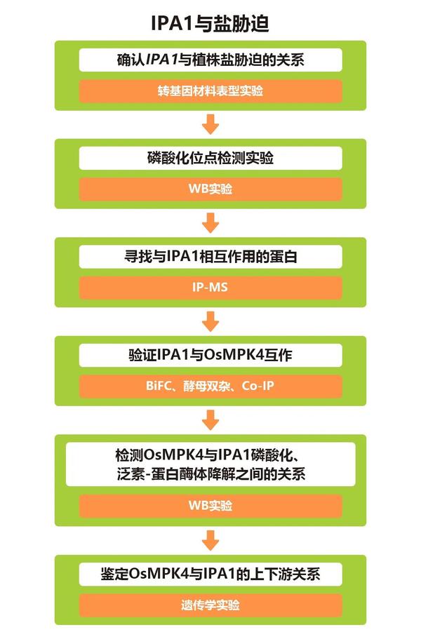 转录因子IPA1，次次都能发顶刊是怎么做到的？ - 知乎