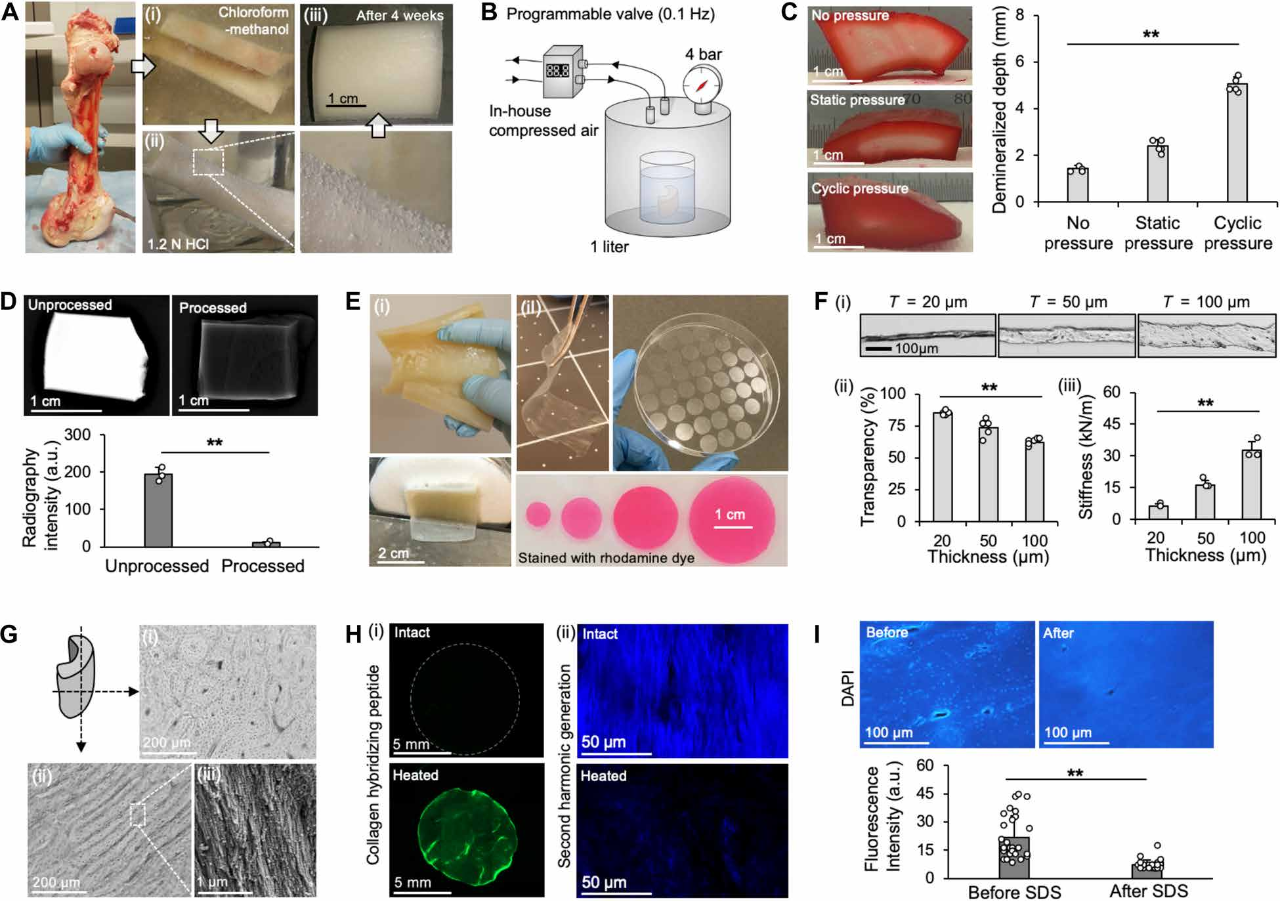 Sci Adv |骨重塑技术可治疗骨质疏松症 - 知乎