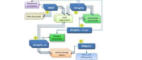 一个转录组上游分析流程 | Hisat2-Stringtie - 知乎