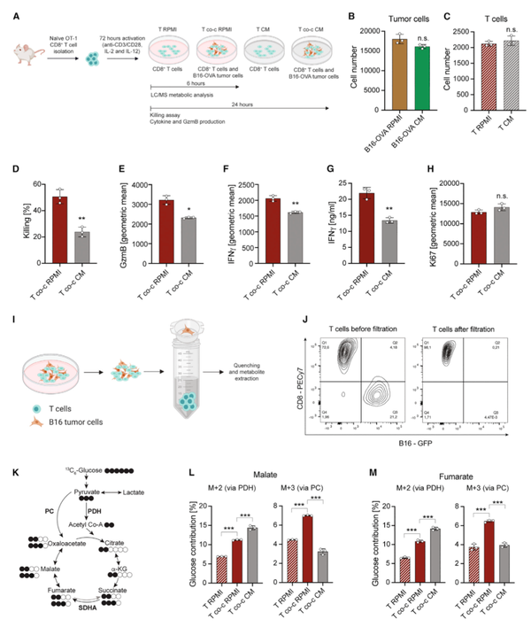 Cell Metab 丨 靶向肿瘤微环境中CD8+T细胞代谢的治疗潜力 - 知乎