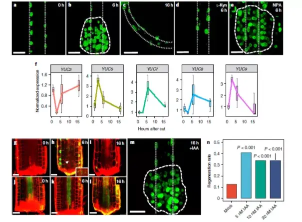 Nature Plants | 生长素在植物损伤后根再生中的重要作用 - 知乎
