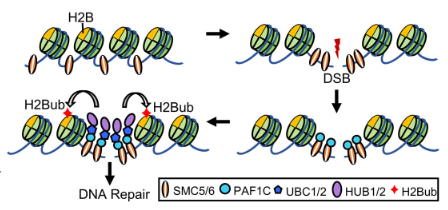 EMBO Journal | 华中农业大学严顺平团队在植物DNA损伤应答领域取得新进展 - 知乎
