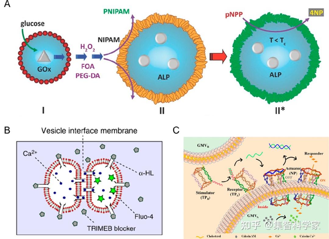 前沿综述：人工细胞的过去、现在、未来 - 知乎