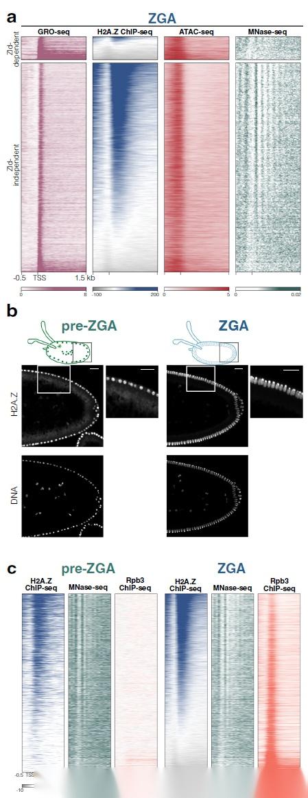 Nature Commu | 组蛋白变体H2A.Z调节合子基因组激活 - 知乎