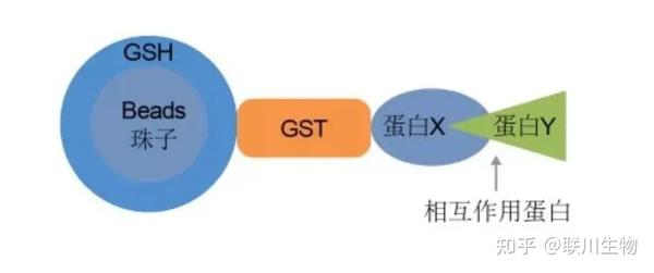 RIP？Co-IP？ Pull-down？这篇千字长文让你明明白白 | RIP专题 - 知乎