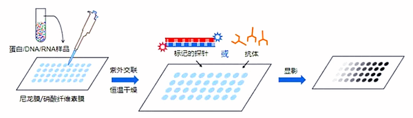 【Biorbyt实验】斑点印迹 Dot Blotting - 知乎