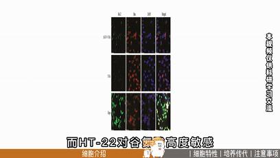 HT22细胞培养，小鼠海马神经元细胞培养攻略-丰晖生物 - 知乎