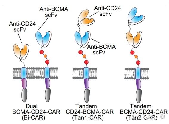双特异性BCMA/CD24 CAR-T细胞疗法开发-控制多发性骨髓瘤生长 - 知乎