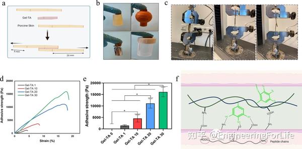 《Carbohyd. Polym.》：加点单宁酸，破解HRP介导水凝胶交联时H2O2和酚自由基抑制难题 - 知乎