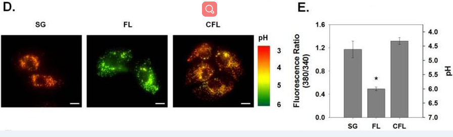 Imagej图像处理实践（ImageJ学习-图像处理 545367350） - 知乎