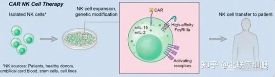 CAR-NK | 优于CAR-T免疫疗法的肿瘤治疗新利器！ - 知乎