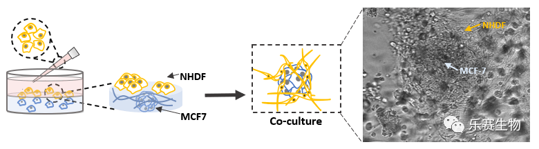 一文了解VitroGel® Hydrogel Matrix水凝胶 - 知乎