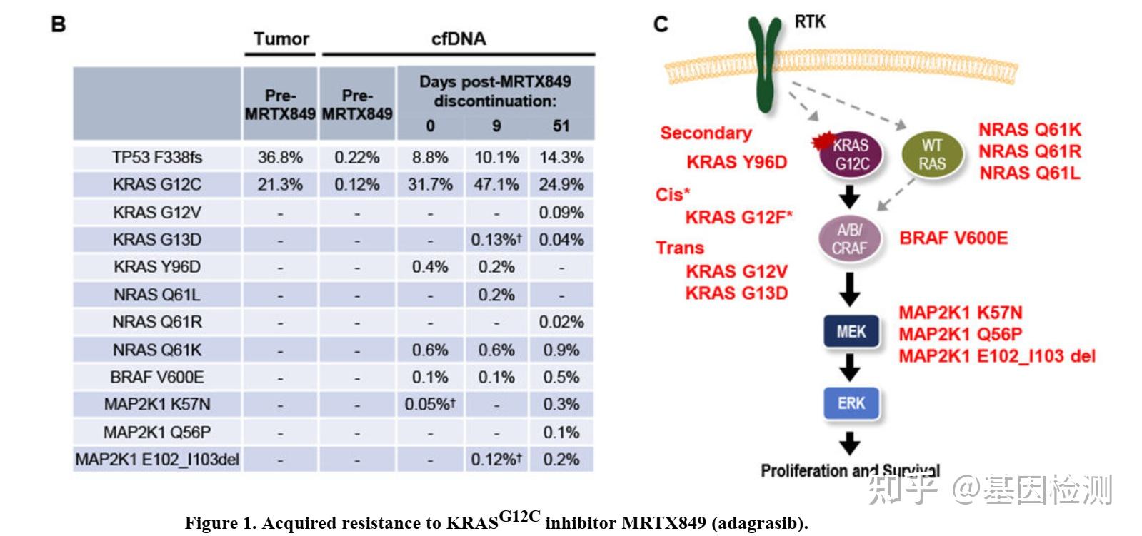 一例KRAS G12C NSCLC患者对adagrasib的多克隆获得性耐药 - 知乎