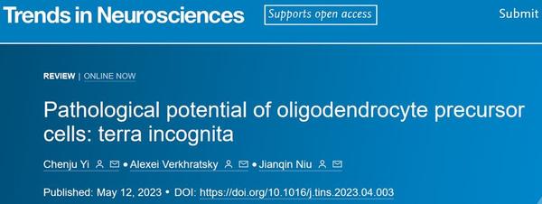 Trends in Neurosci：牛建钦易陈菊综述少突胶质细胞前体细胞潜能 - 知乎