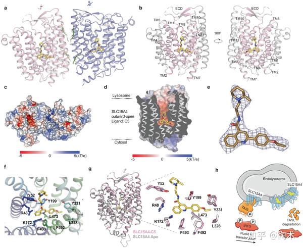 自身免疫性疾病患者的福音！新型蛋白降解变构诱导剂feeblin，可有效阻断炎症信号通路 - 知乎