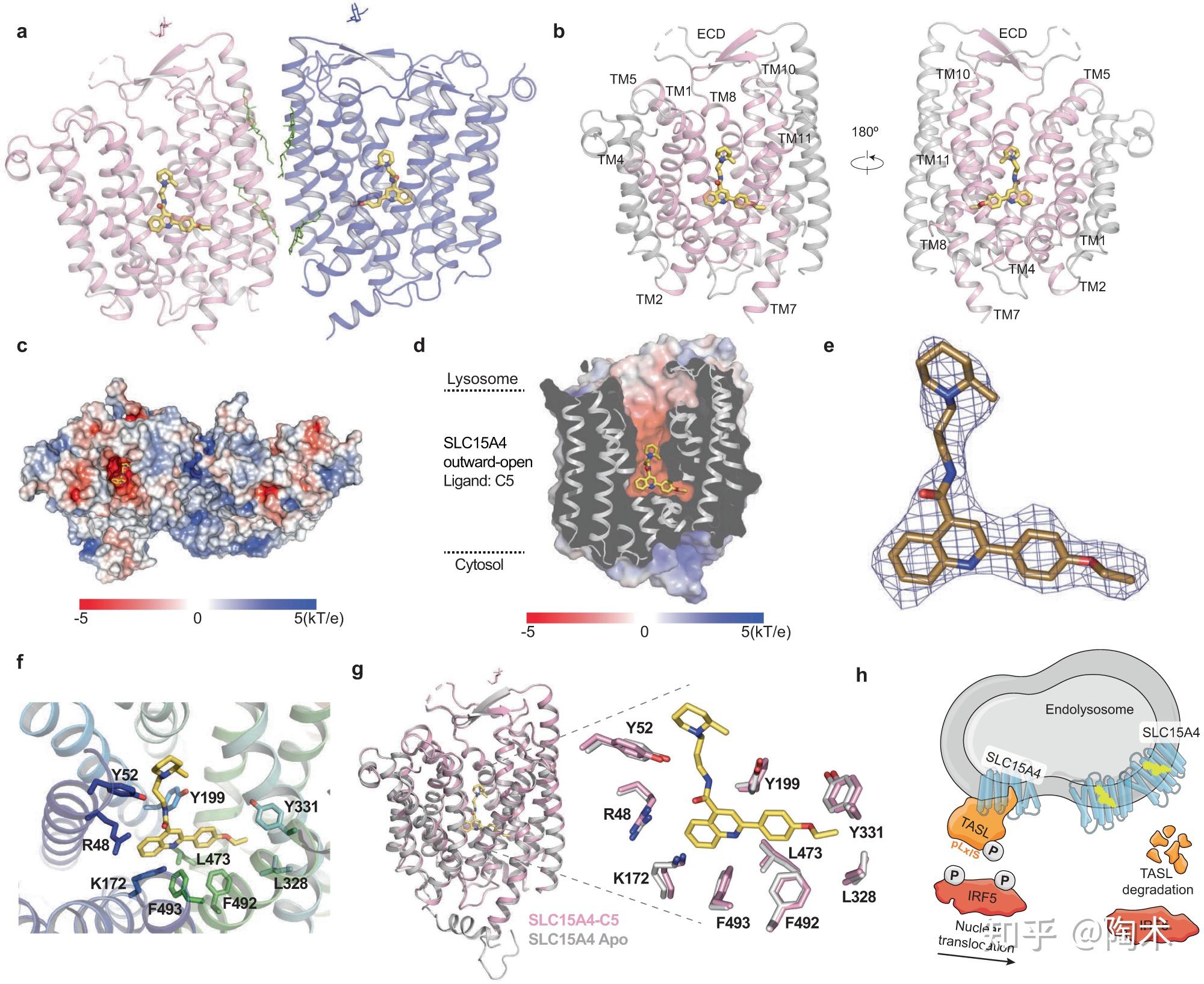 自身免疫性疾病患者的福音！新型蛋白降解变构诱导剂feeblin，可有效阻断炎症信号通路 - 知乎