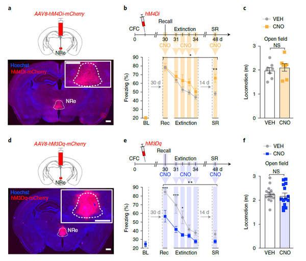 Nat Neurosci: 又有新环路！调控久远恐惧记忆消退的新机制——丘脑--杏仁核环路 - 知乎