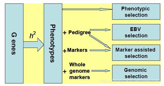 全基因组选择介绍及实践-1 - 知乎