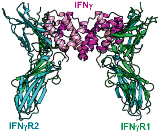 免疫干扰素IFNγ与肿瘤免疫 - 知乎