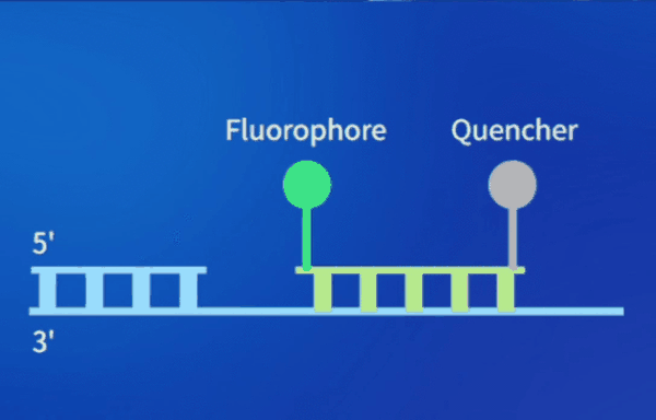 详解修饰引物/探针—TaqMan探针 - 知乎