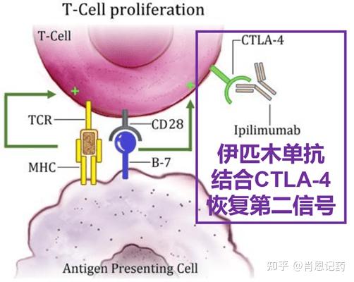 记住所有FDA生物药 | 免疫检查点CTLA-4抑制剂 | 伊匹木单抗、曲美木单抗 | 恶性胸膜间皮瘤等实体瘤 - 知乎