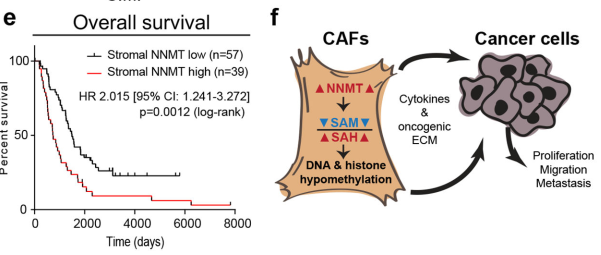 文献解读 | Nature 空间蛋白揭示NNMT是癌症相关成纤维细胞的主要代谢调节因子 - 知乎