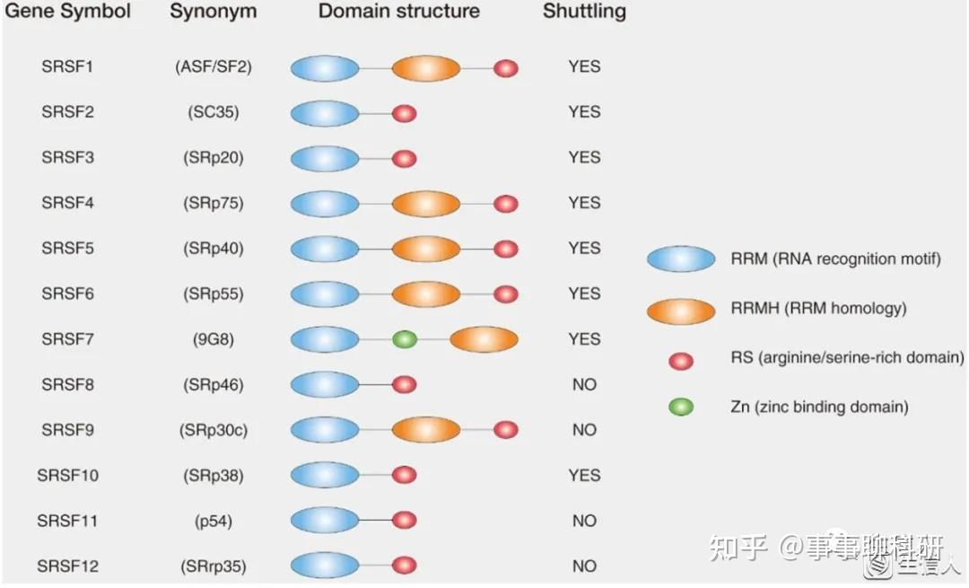 几乎所有的肿瘤研究热点都跟它有关，你敢信？ - 知乎