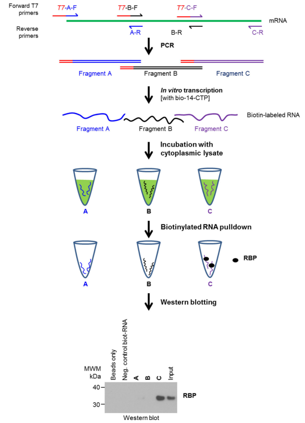 Pull-down实验大家族一览 - 知乎