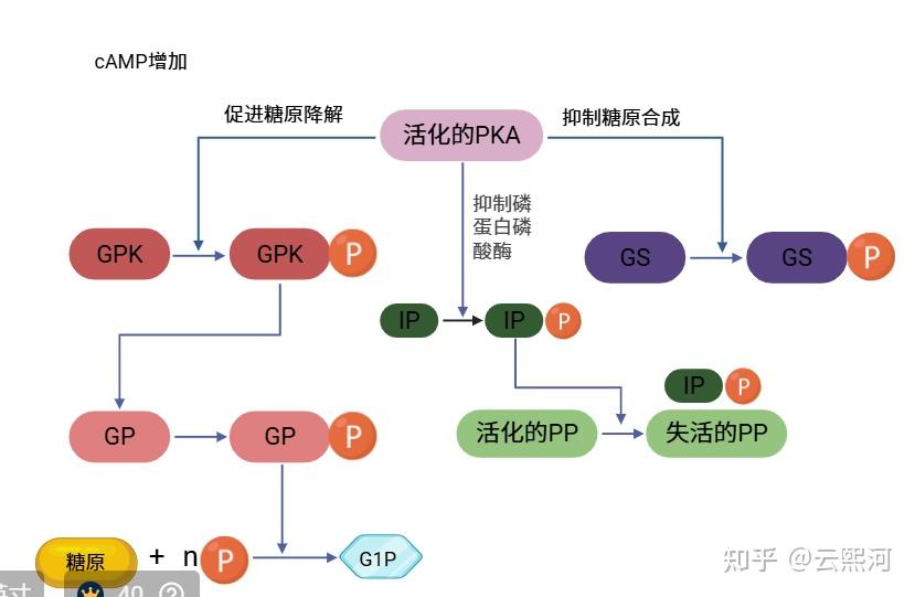 G蛋白偶联受体介导信号转导 - 知乎