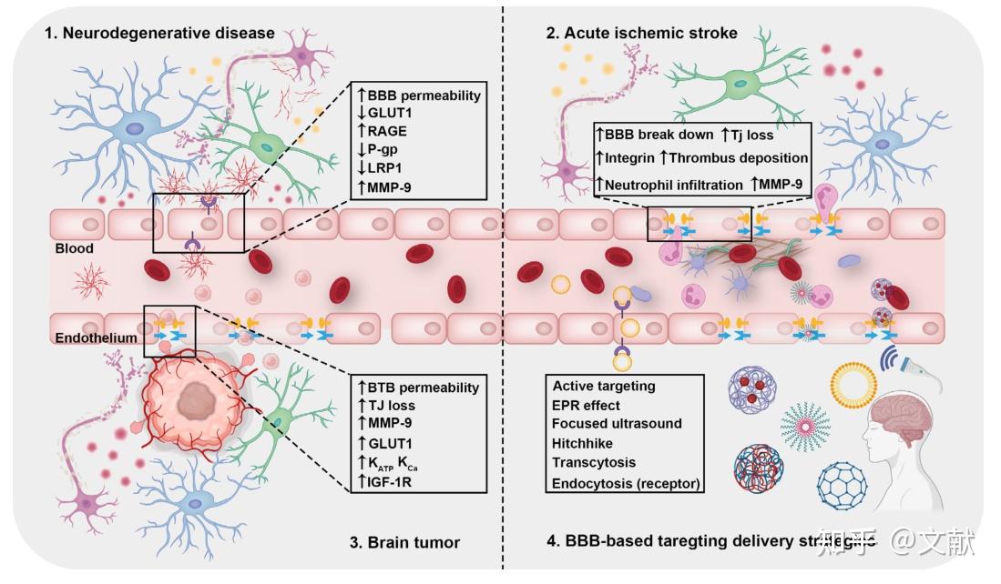文献：脑靶向给药系统 - 知乎
