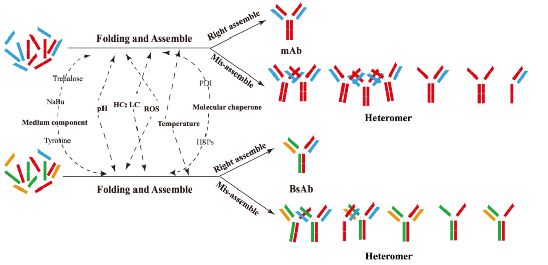 重组抗体在CHO细胞中的聚集及克服策略 - 知乎