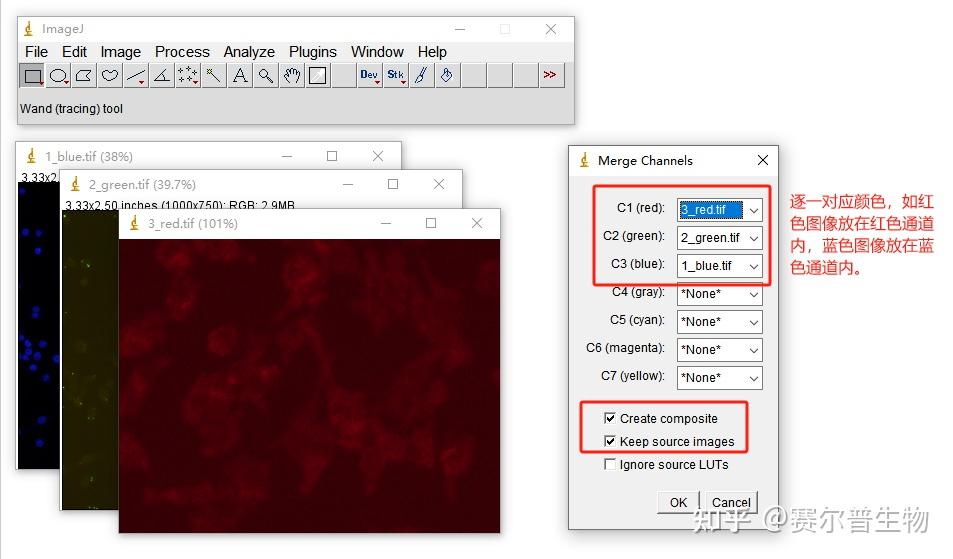 ImageJ 一键合成多色荧光图 - 知乎
