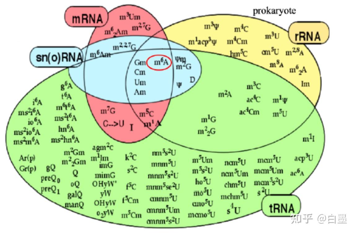 一文读懂 RNA 表观修饰 - 知乎