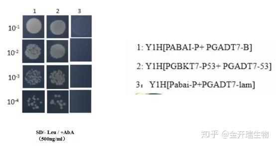 知无不“研”|一文读懂酵母单/双杂交点对点验证 - 知乎