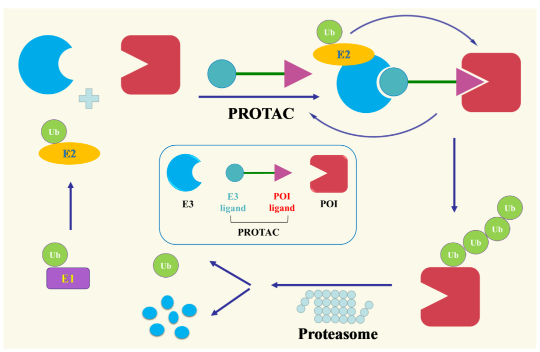 【AMM最新综述】基于PROTAC的多特异性抗病毒药物研究进展 - 知乎