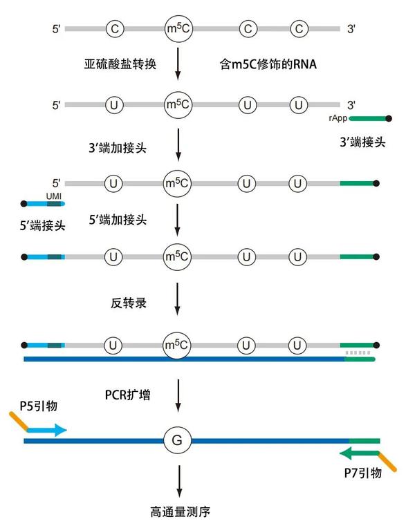 重磅推出| mRNA m5C BS-seq技术服务，绘制单碱基分辨率m5C修饰图谱 - 知乎