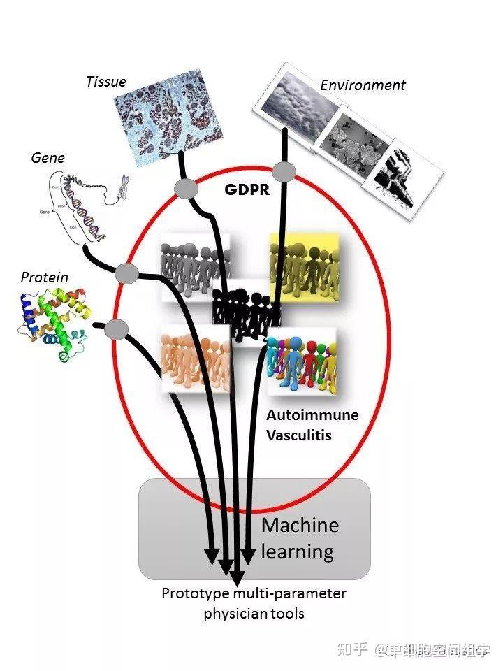 TissueFAXS Cytometry技术在心血管研究中的应用 - 知乎