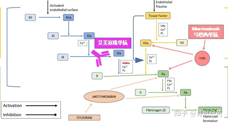 记住FDA上市生物药 | 治疗A型B型血友病 | Marstacimab马塔西单抗 | 抗TFPI - 知乎