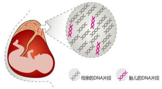 科普讲堂 | 关于cfDNA你了解它多少? - 知乎