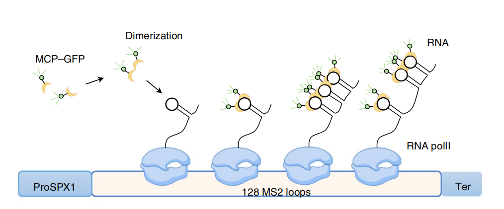 植物逆境胁迫下的分子机制大揭秘 | 时空简讯29期 - 知乎