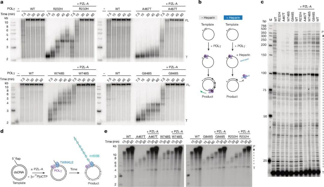 【Nature】Pretzel Therapeutics 公布恢复突变线粒体 DNA 聚合酶活性的小分子调节剂：PZL-A - 知乎