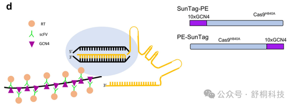 技术介绍 | Suntag系统在CRISPR系统中的应用 - 知乎