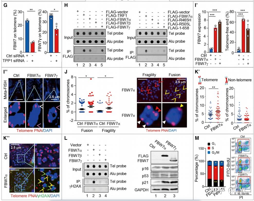 【文献翻译】Fbw7通过端粒解帽介导衰老和肺纤维化 - 知乎
