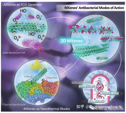 《Small》综述：一文带你了解Mxenes如何成为抗菌材料的新宠儿 - 知乎