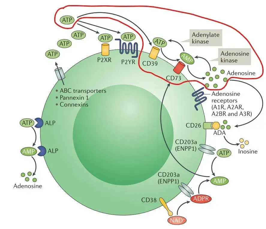 CD73抗体入选AACR“TOP12”，冷冻电镜空间表位为best in class提供实锤 - 知乎