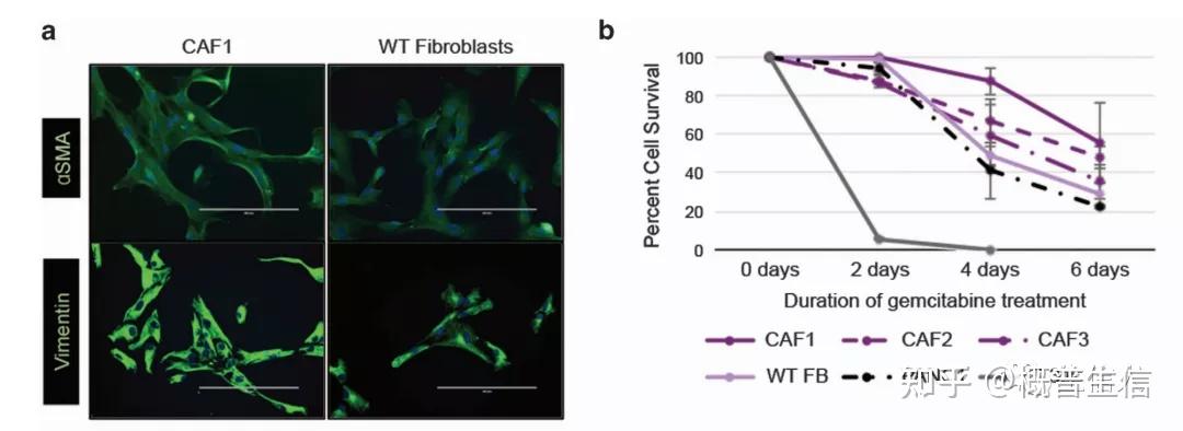 火爆全网的癌症相关成纤维细胞(CAF)最全面总结 - 知乎