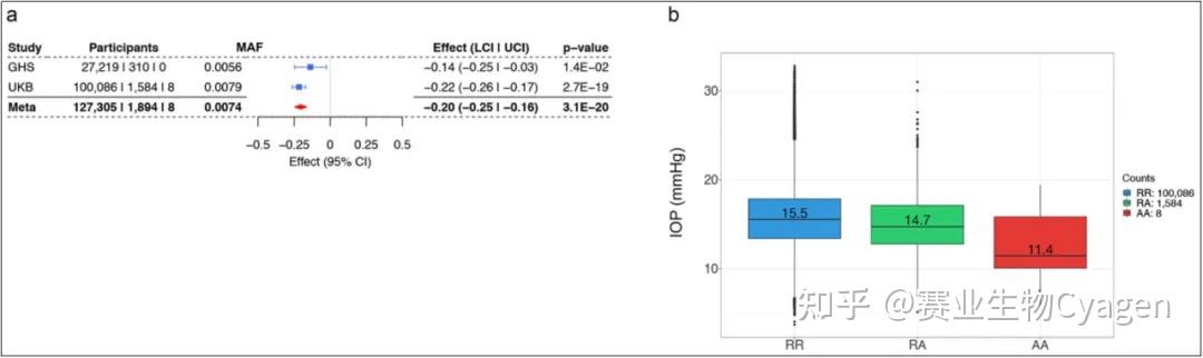 ANGPTL7 & NRL人源化小鼠：助力青光眼与视网膜色素变性广谱疗法研发 - 知乎