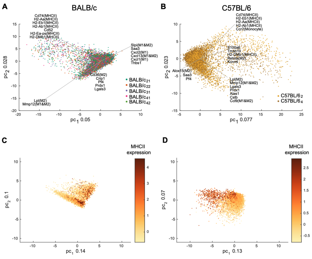 FEBS LETTER丨单细胞测序探讨BALB/c和C57BL/6小鼠巨噬细胞的区别 - 知乎