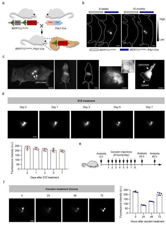 NIR-II 探针 | 利用荧光蛋白辅助NIR-II成像长期监测活体生物过程 - 知乎