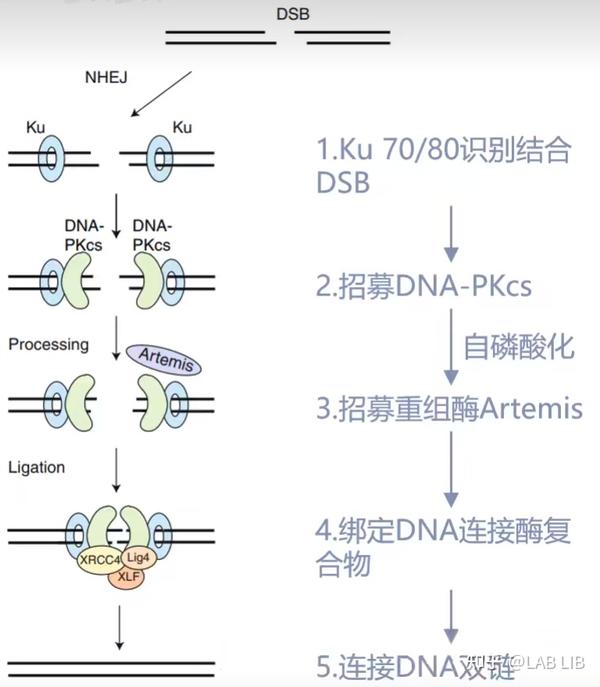 CRISPR-Cas9个人笔记 - 知乎
